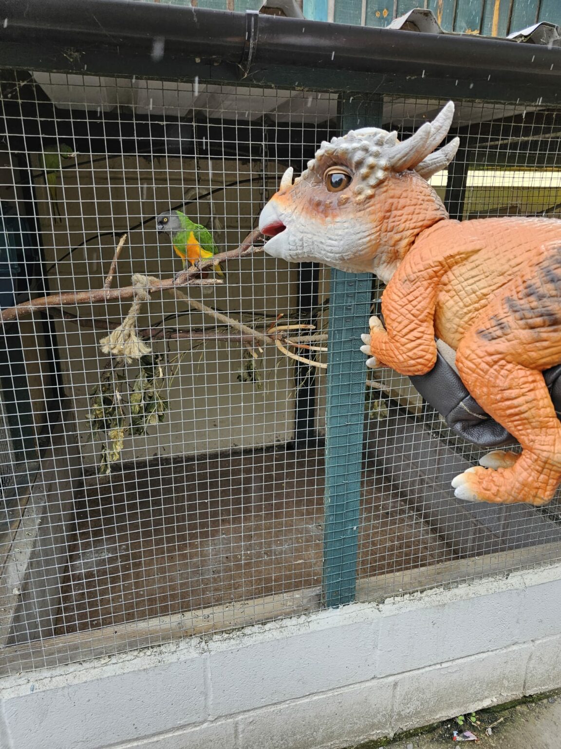 Meet The Team - Raptors World